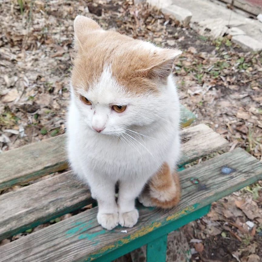 Выкинутый котик ищет дом