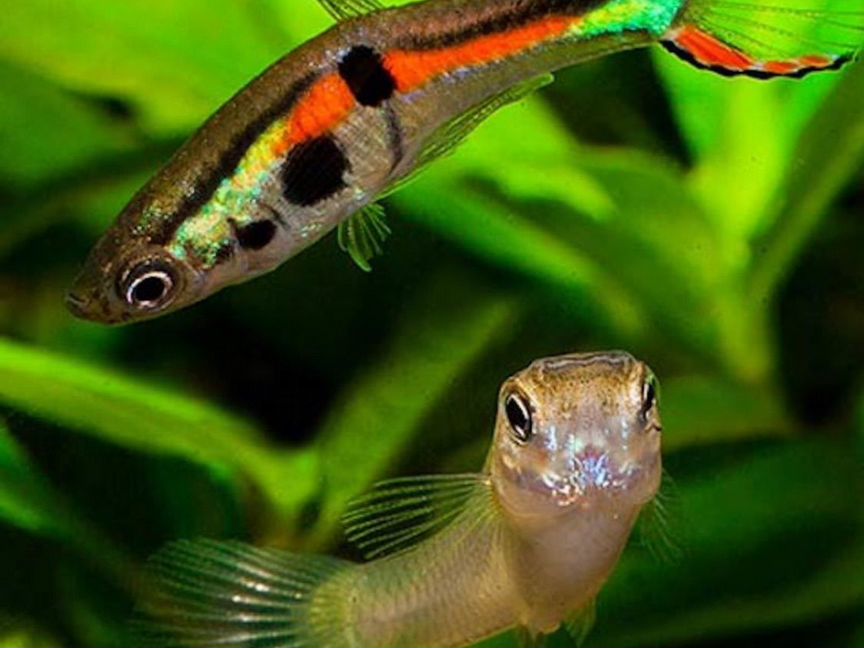 Гуппи эндлера