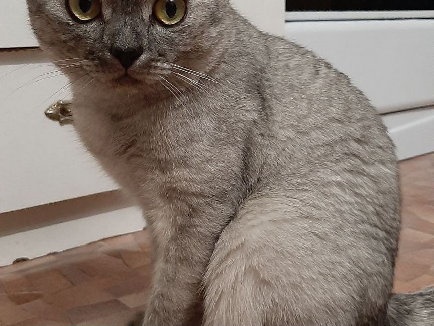 Британский котик в дар