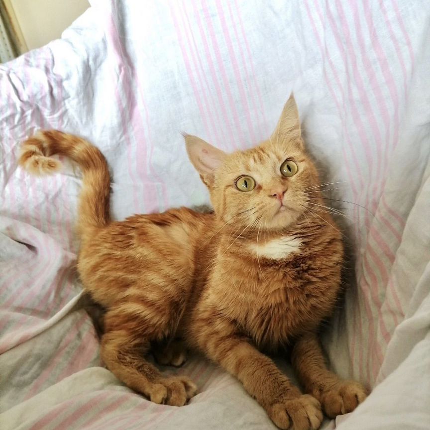 Рыжуля в добрые руки