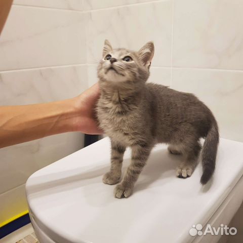 Котенок в добрые руки