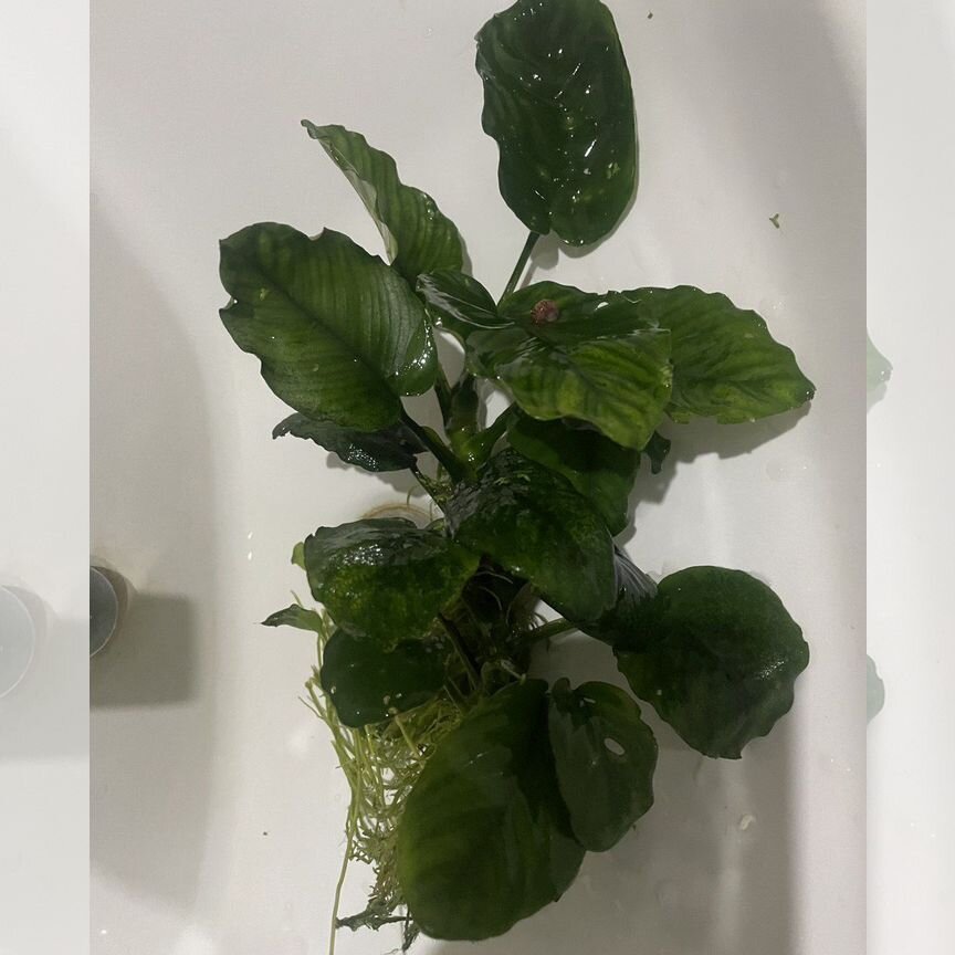 Аквариумное растение Анубиус живой