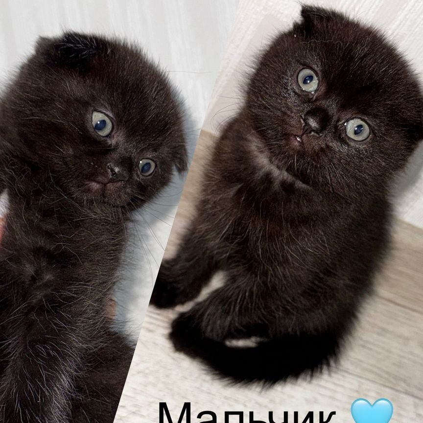 Шотландский вислоухий короткошёрстный котёнок