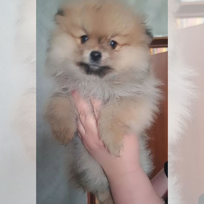 Померанский шпиц, щенок