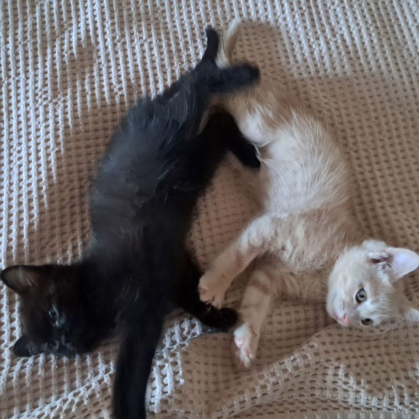 Котята в добрые руки приучены к лотку