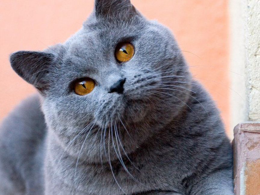 Британская