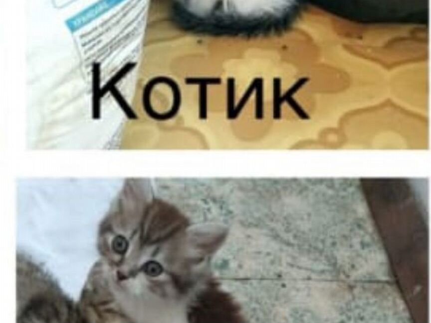 Отдаю в добрые руки котика и кошечку