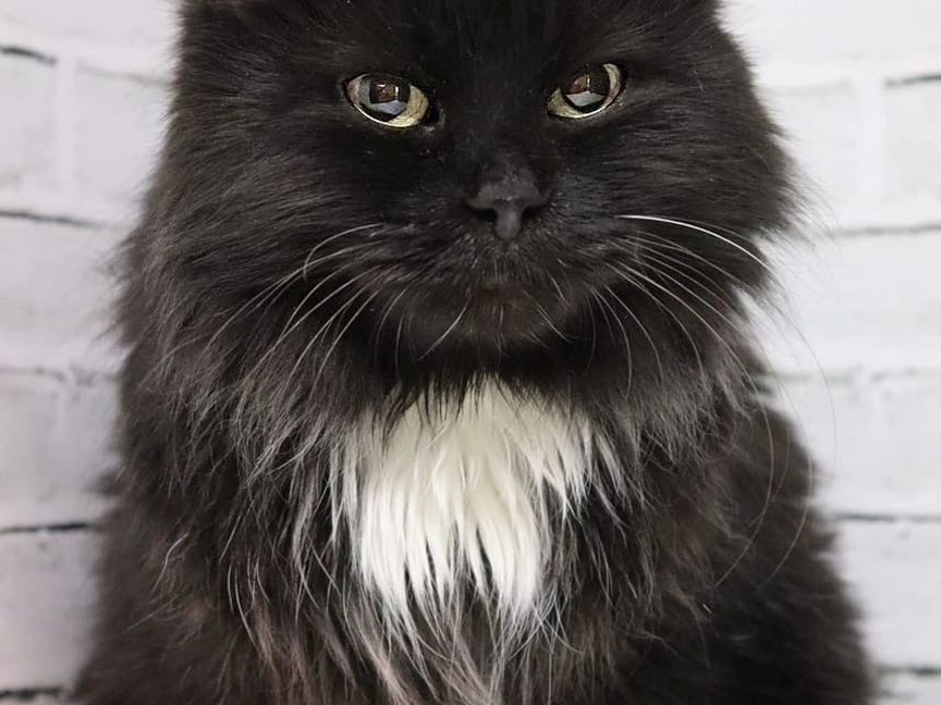 Пушистая кошка Регата