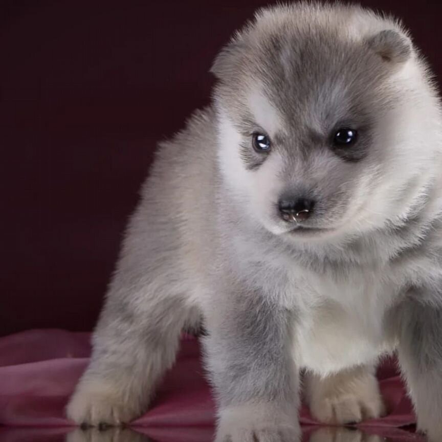 Хасенок мальчик