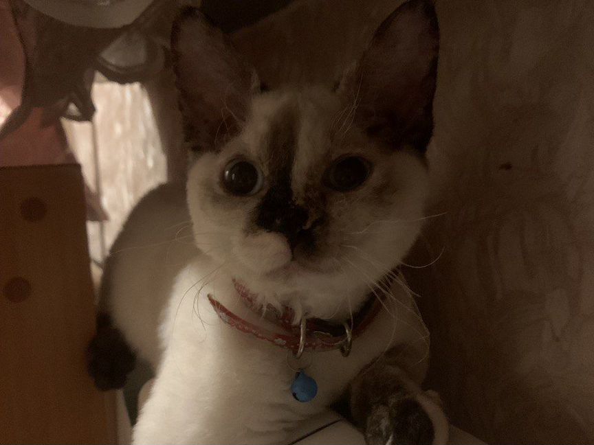 Донской сфинкс браш в добрые руки