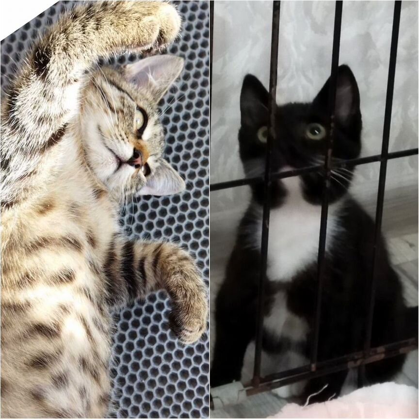 Котята-мальчики с короткими хвостиками в дар