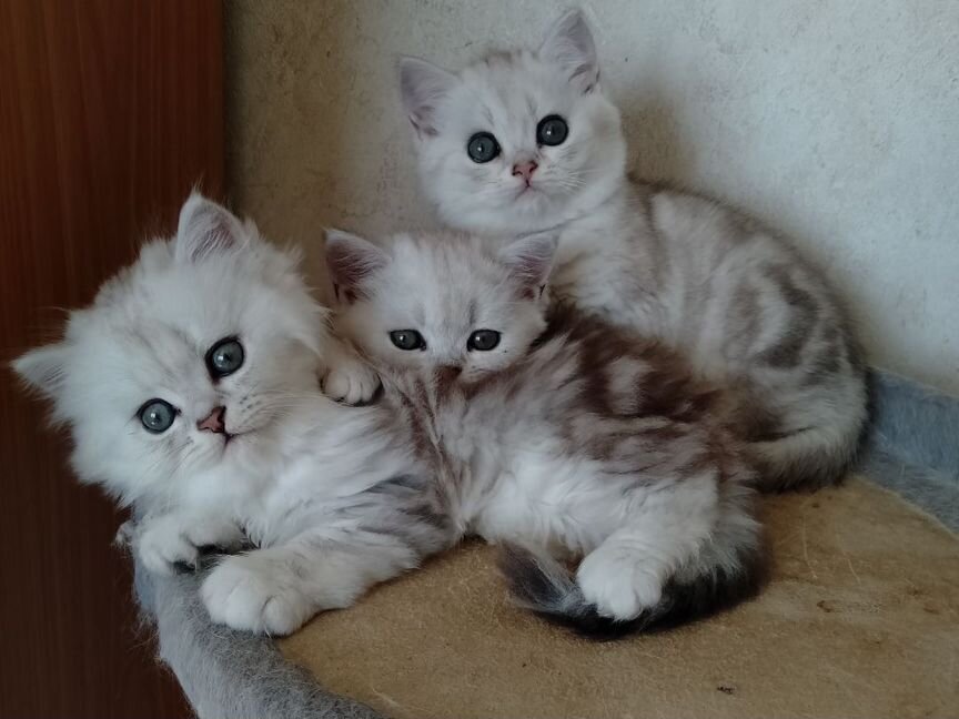 Шотландские котята