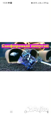 Сапфировый Попугай