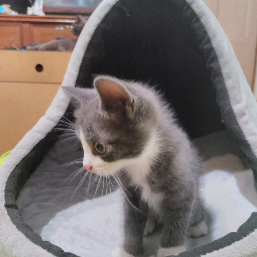 Отдам бесплатно в добрые руки