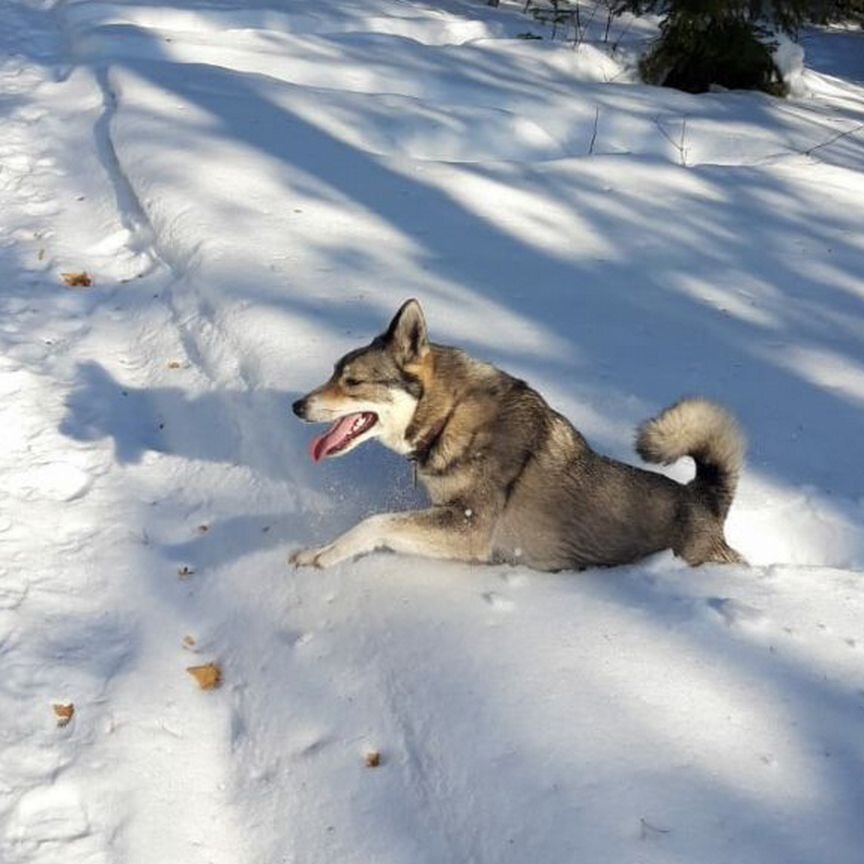 Щенки западно сибирской Лайки