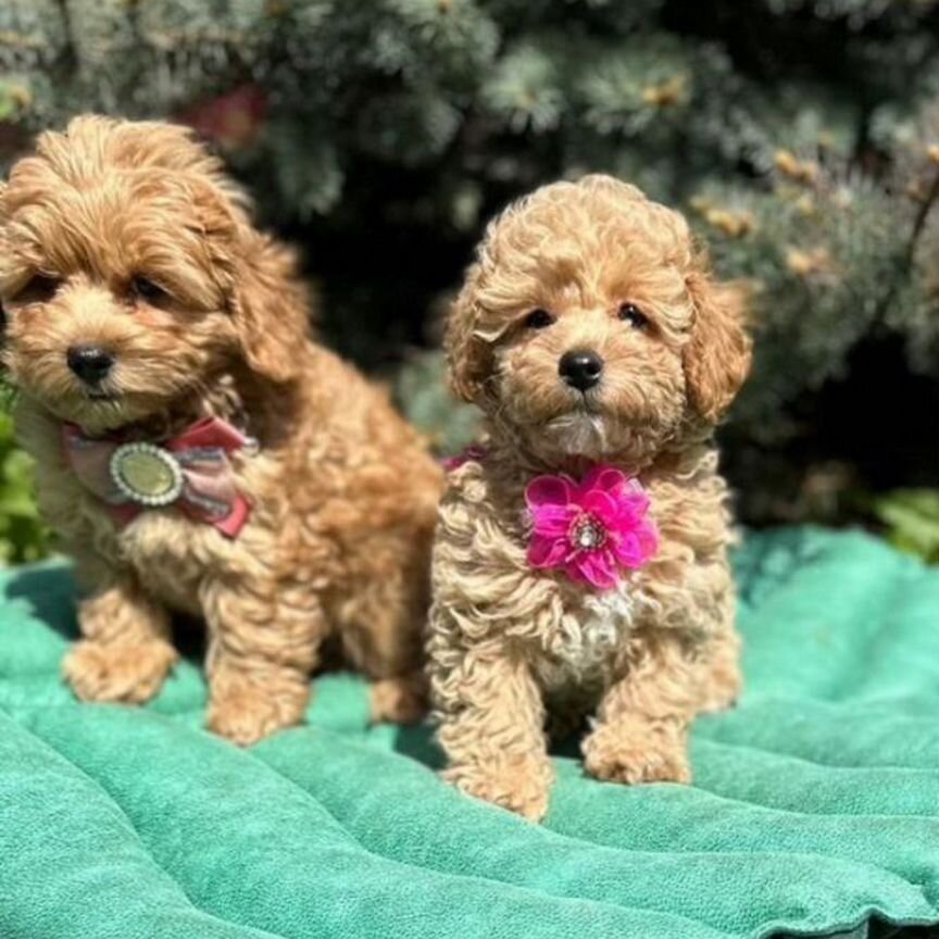 Щенки мальтипу