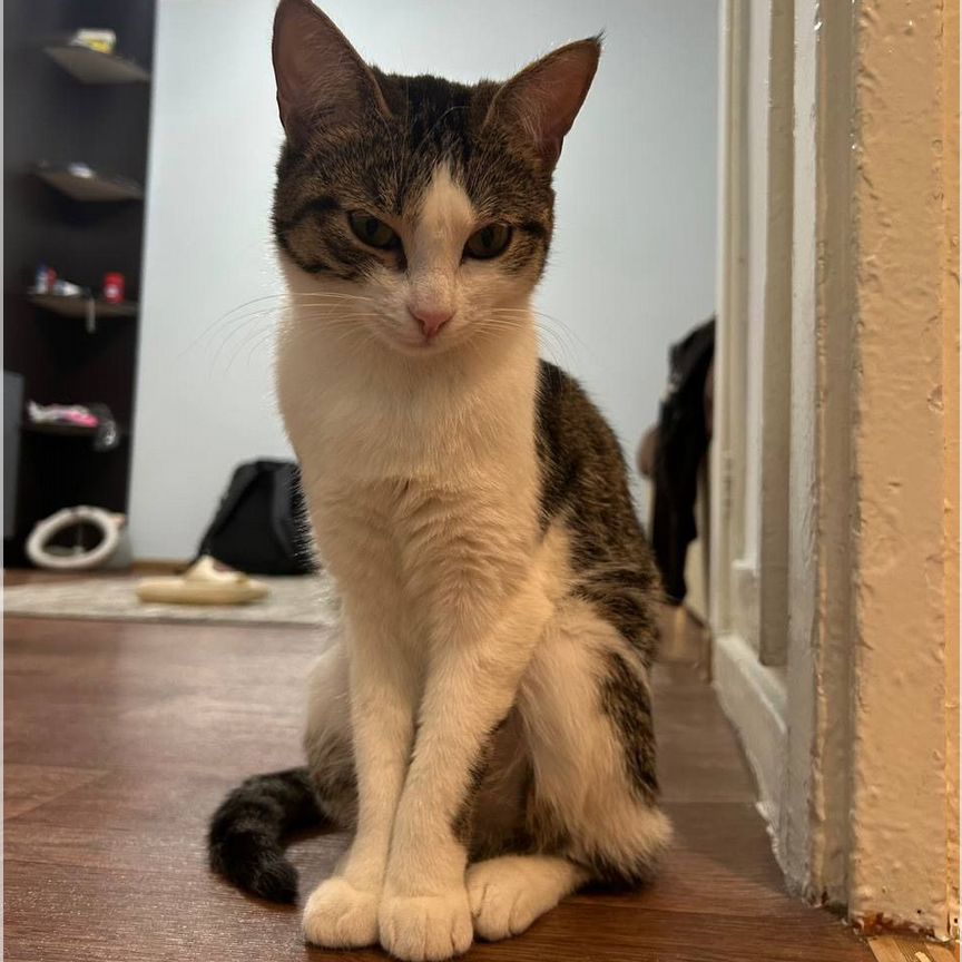 Кошка