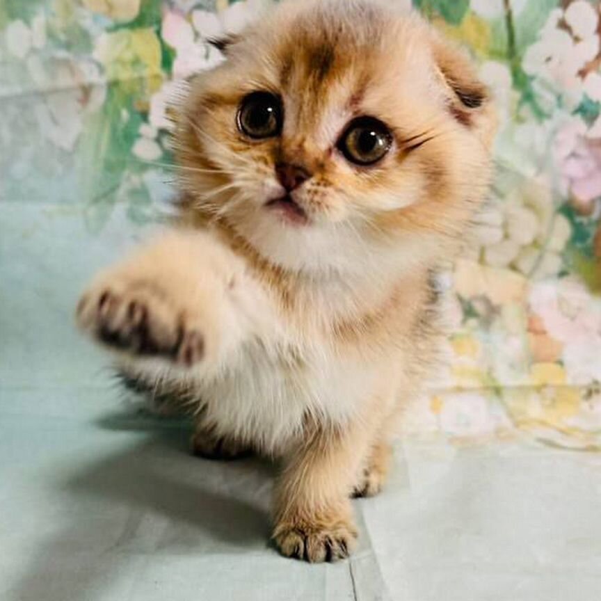 Котята золотая шиншилла