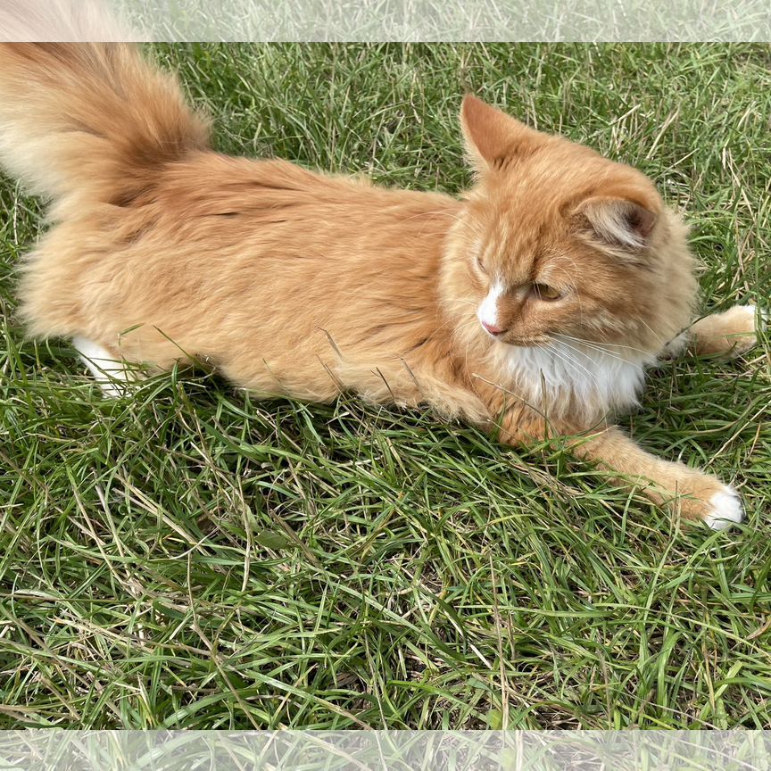 Кот,кот рыжий в хорошие руки