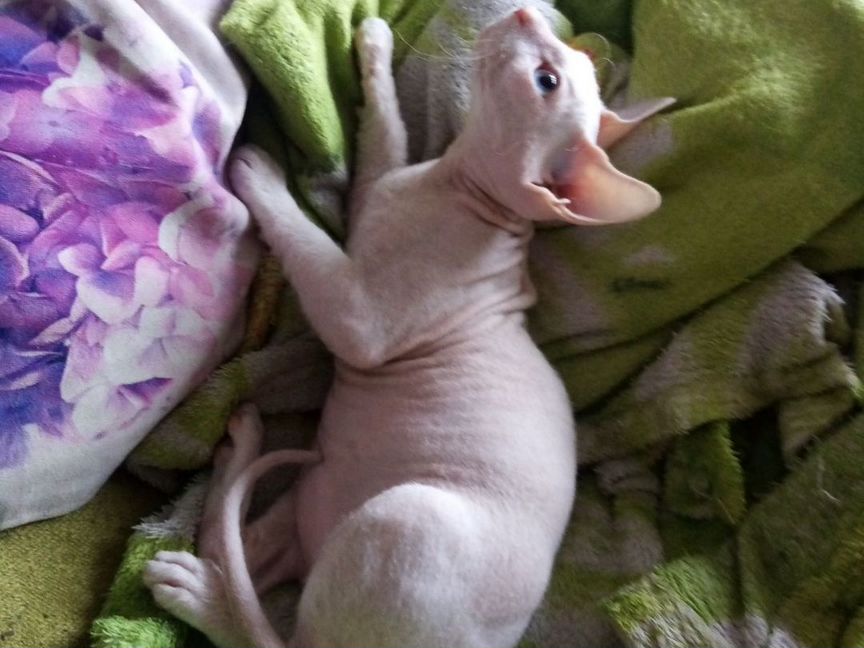 Идеальная беляшка кошечка велюр