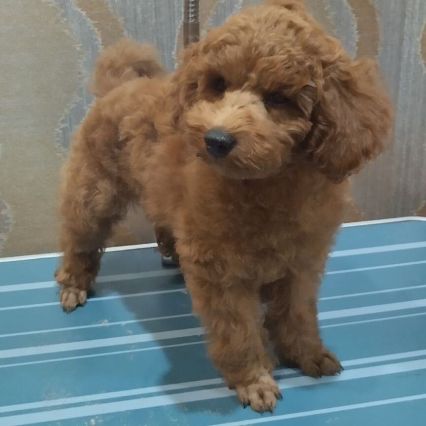 Той-пудель, щенок