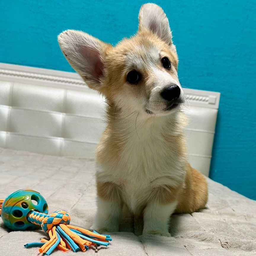 Вельш Корги Пемброк, щенок