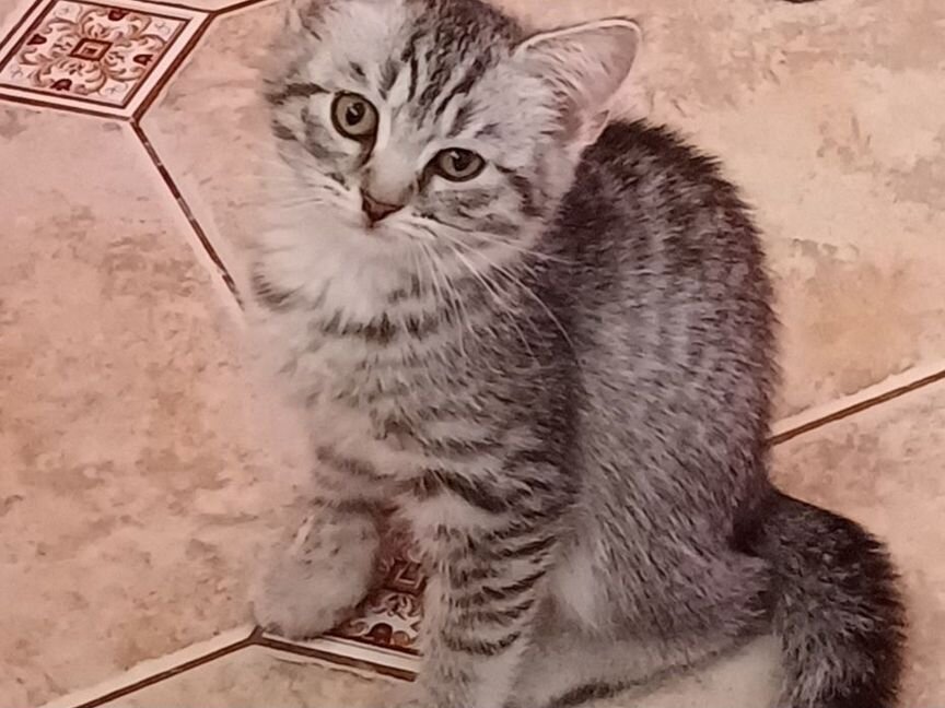 Котенок в добрые руки