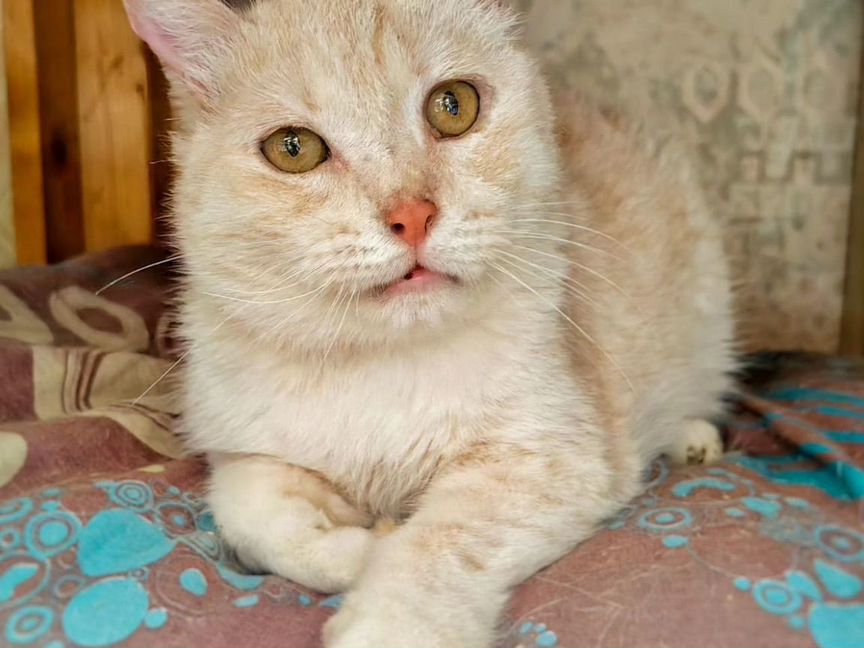 Особенный котик Енисей
