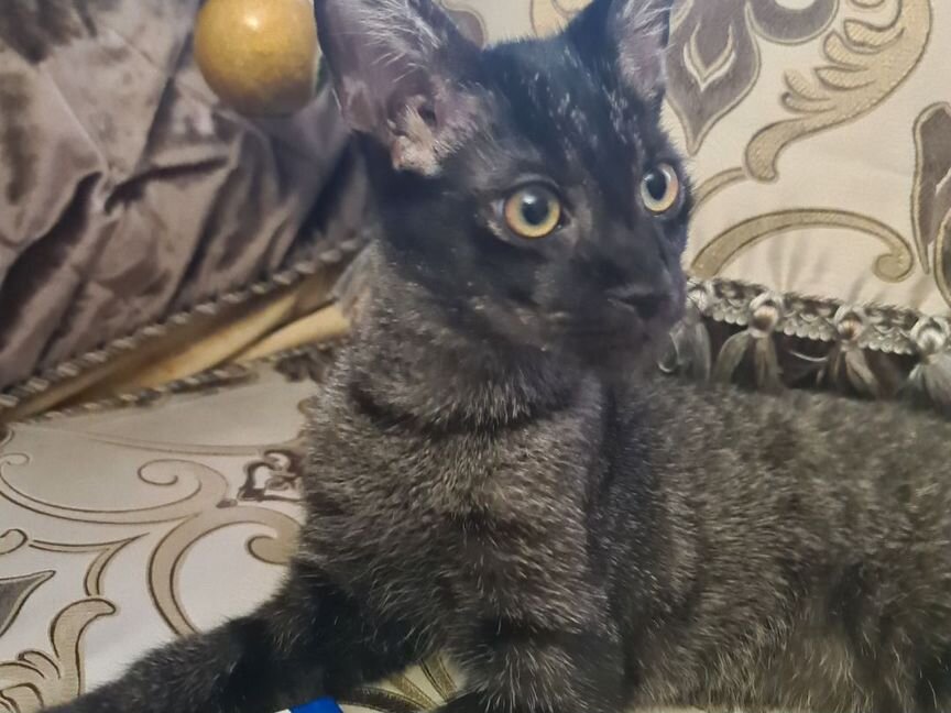 Котята чаузи ф1