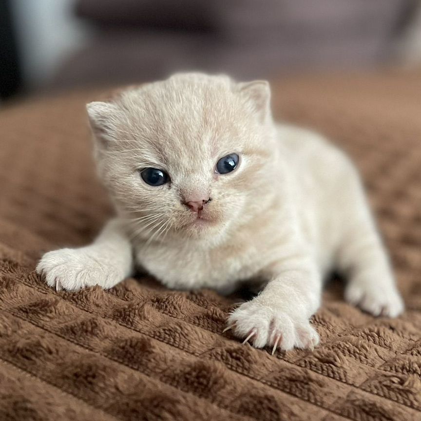 Британская