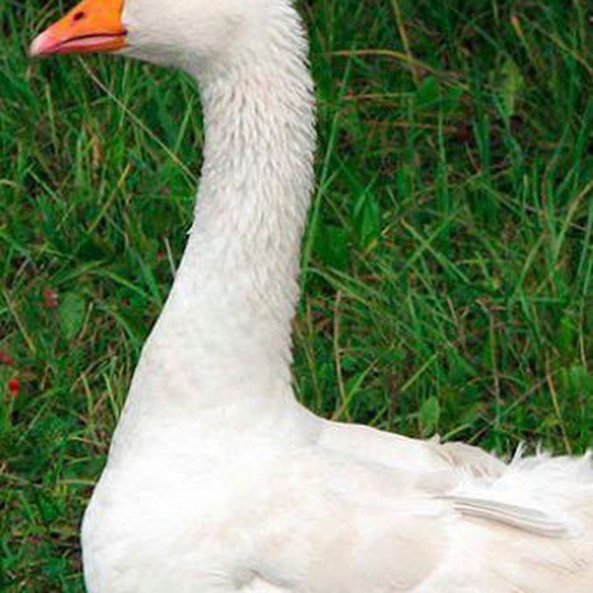 Гусь