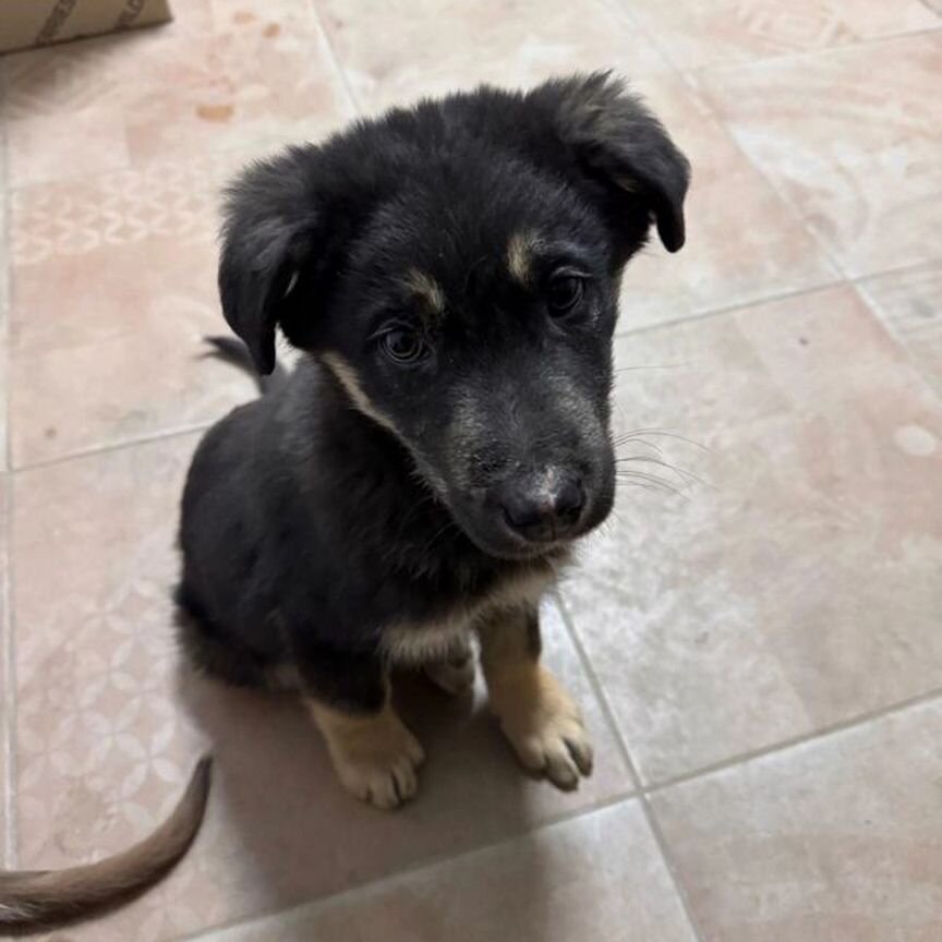 Щенки в добрые руки