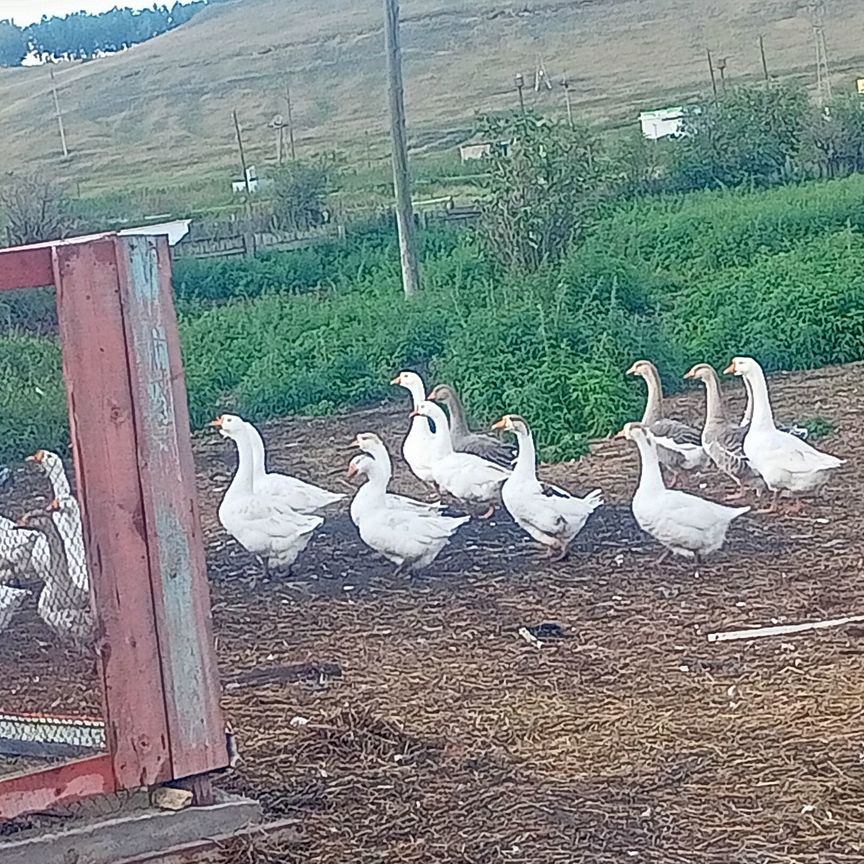 Гусиное мясо