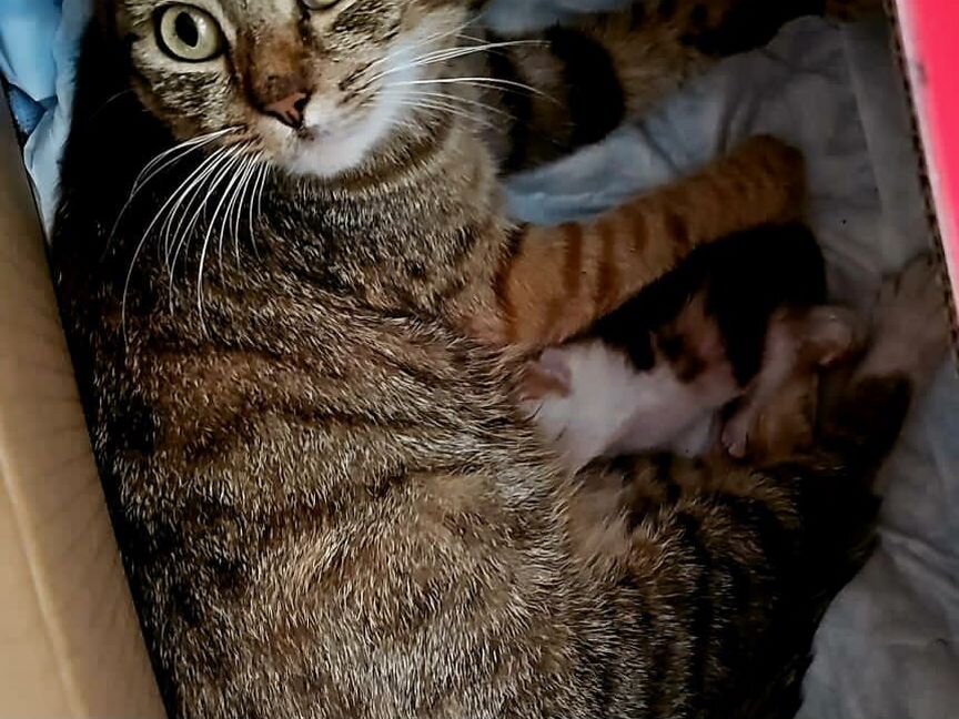 Кошка и котенок нужна передержка или дом