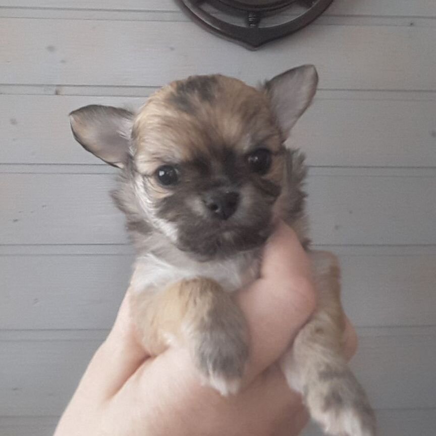 Чихуахуа, щенок