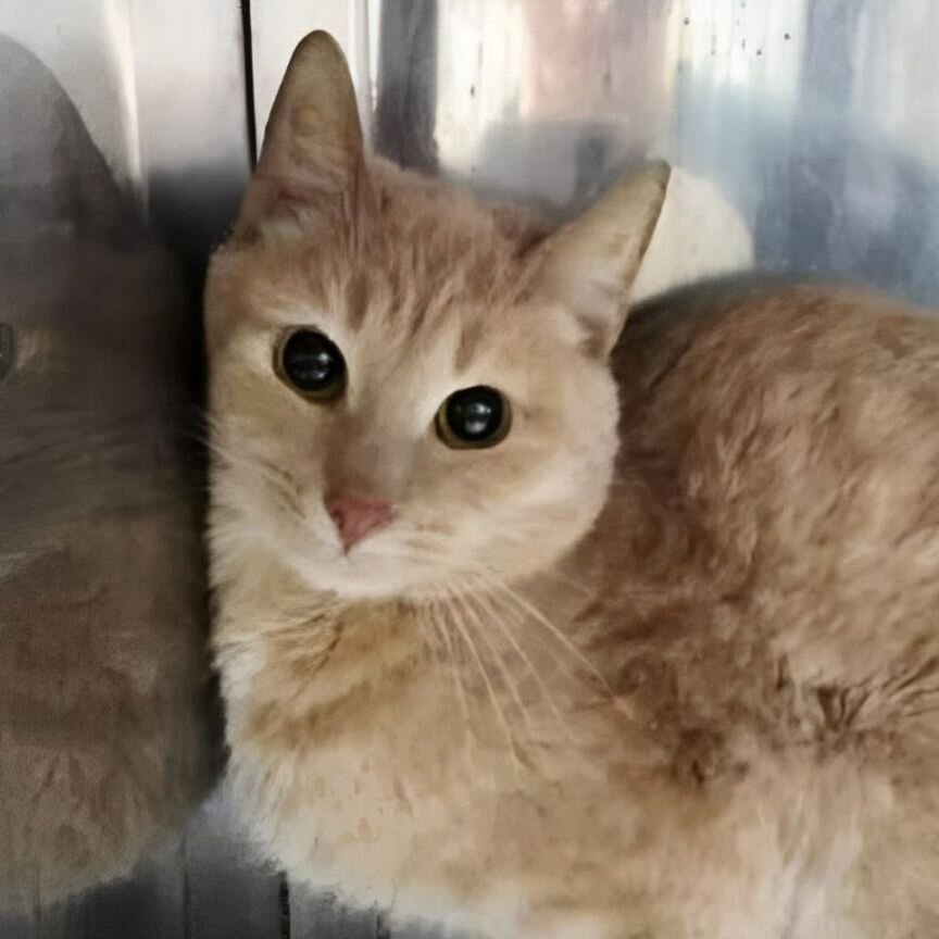 Рыжий котик в добрые руки