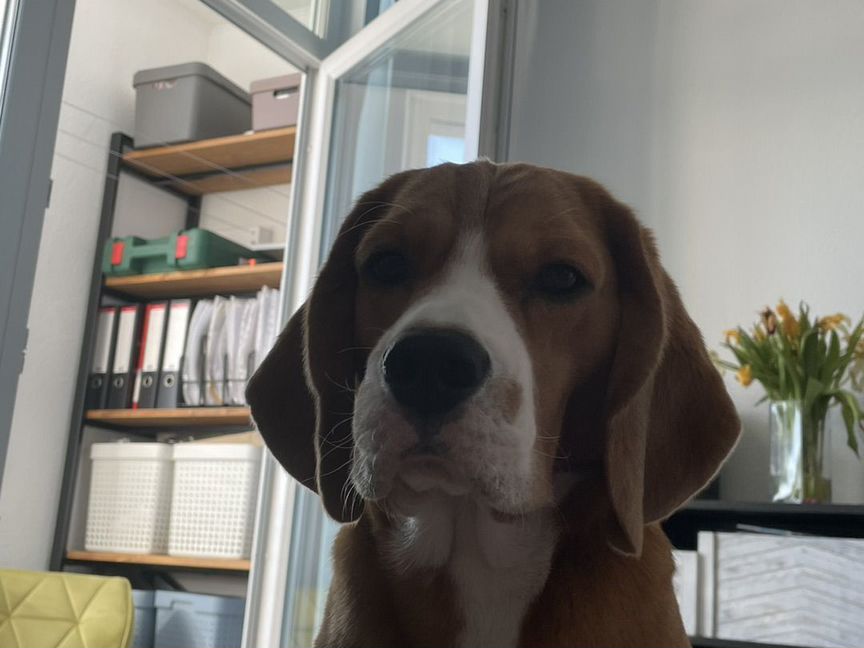 Вязка собак Бигль