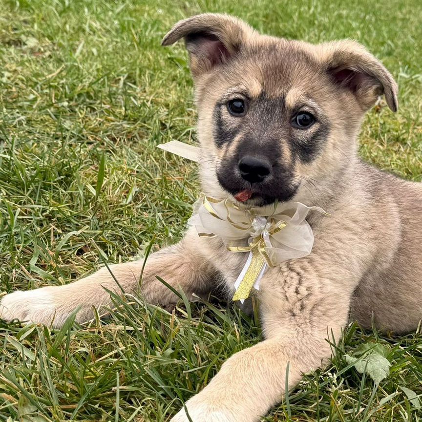 Щенок в добрые руки