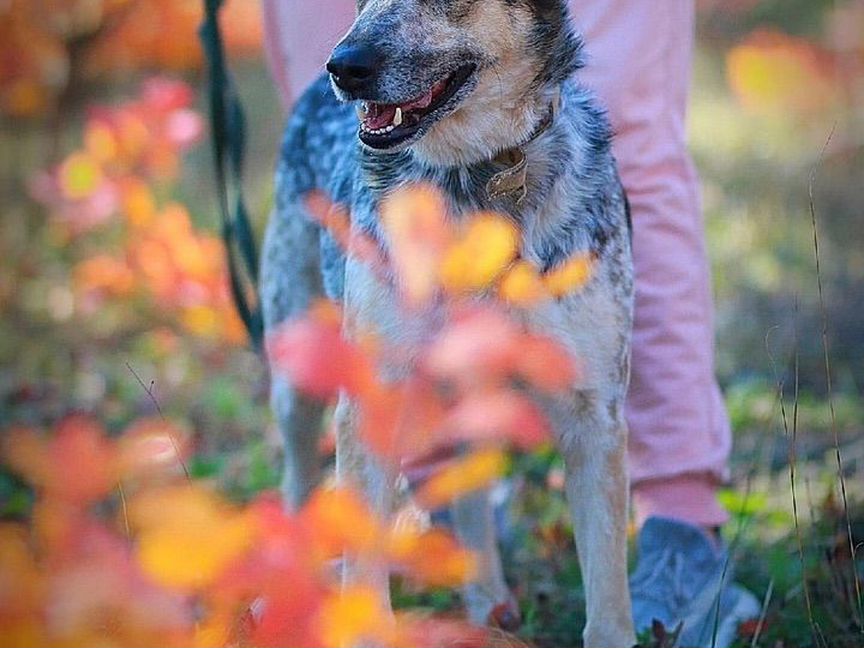 Дакота ищет дом