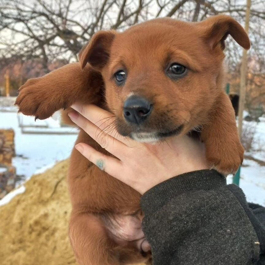 Щенки в добрые руки