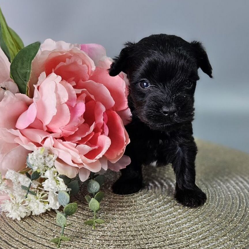 Йоркширский терьер, щенок