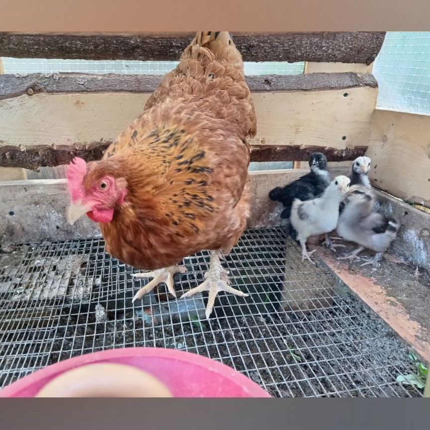 Наседка с цыплятами