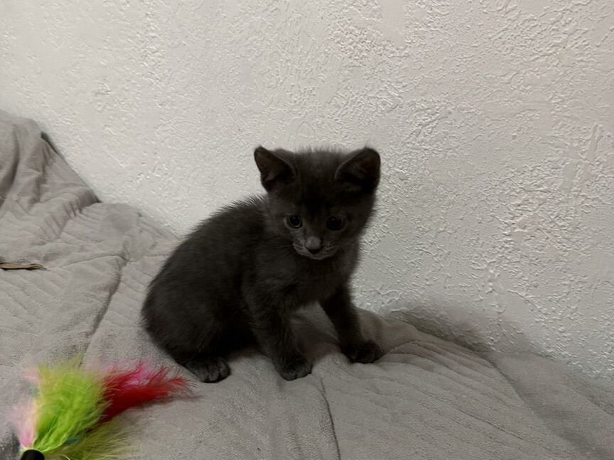 Котята в самые добрые руки