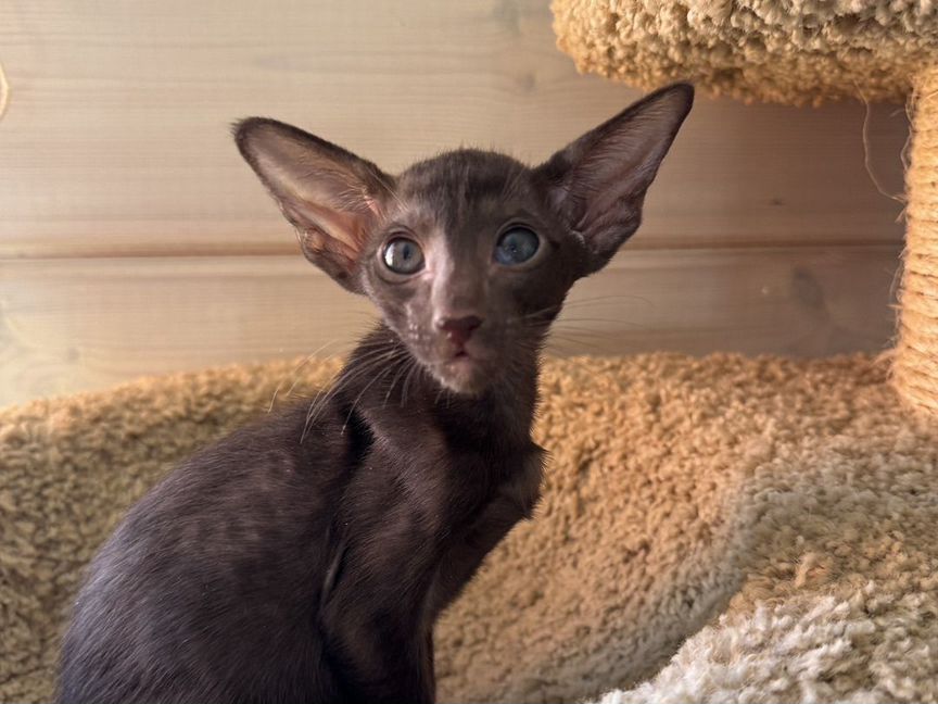 Ориентальные котята