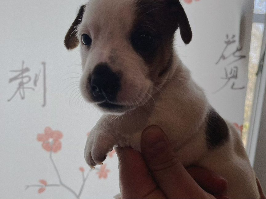 Щенки джек рассел терьер