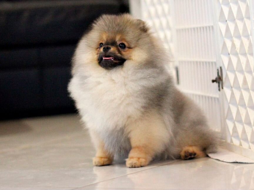 Померанский шпиц щенок мальчик