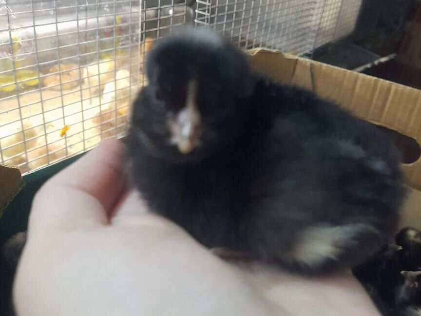 Цыплята несушки