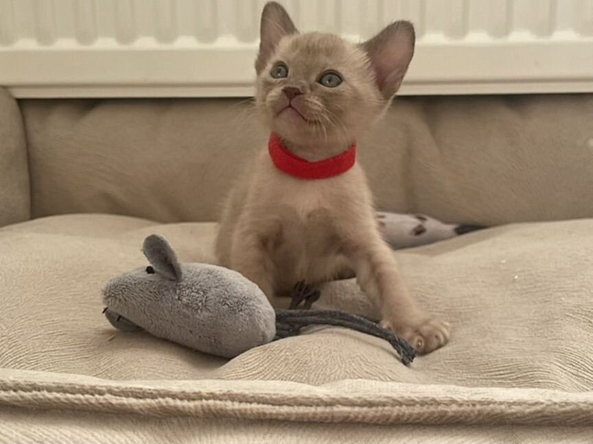 Бурманские котята бурма