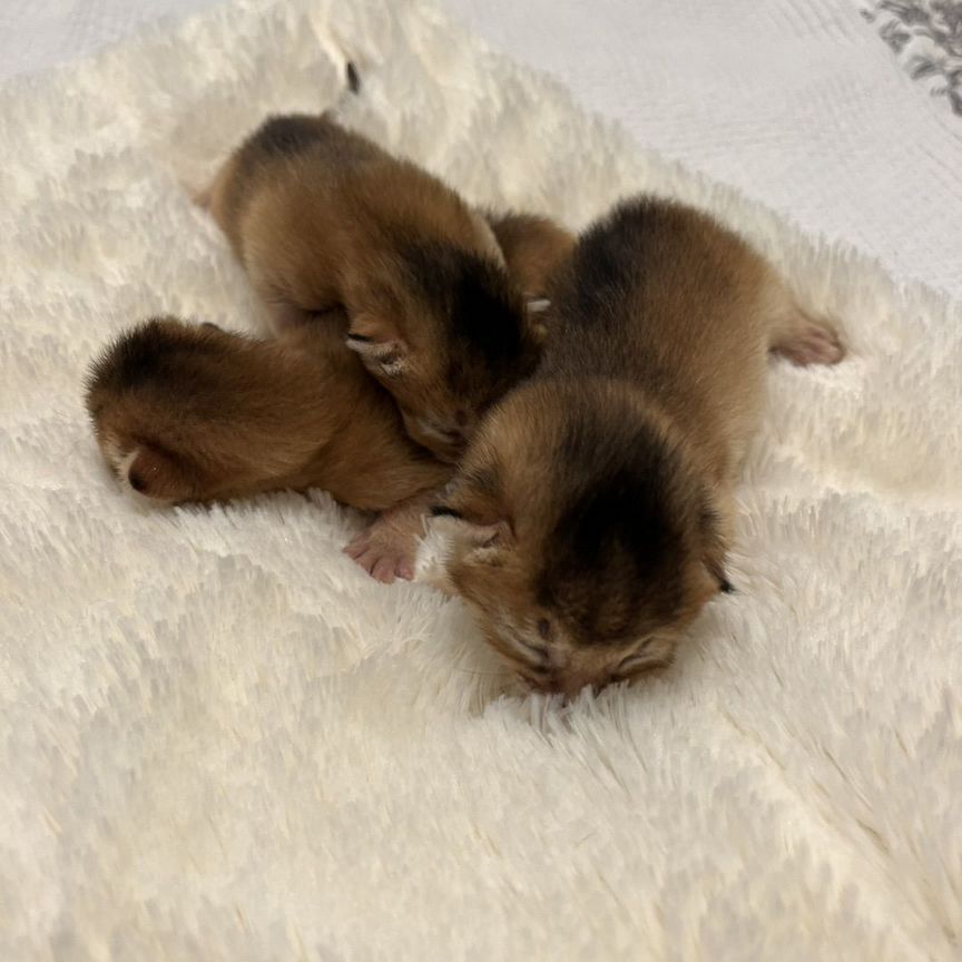 Абиссинские котята