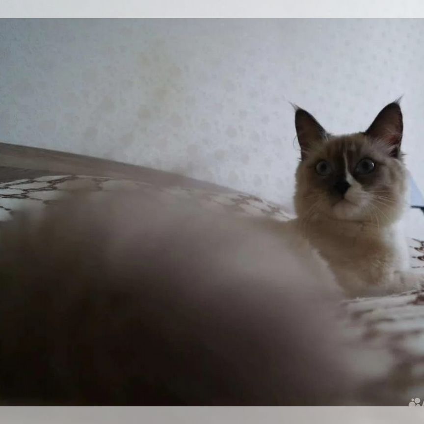 Кошка